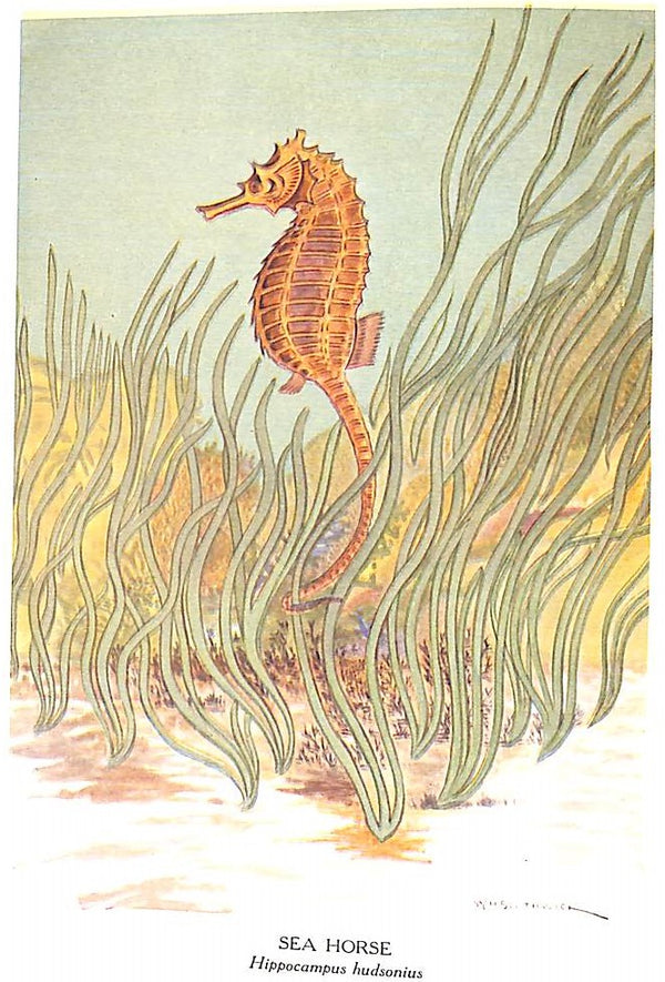 "The Burgess Seashore Book For Children" 1929 BURGESS, Thornton W. (SO