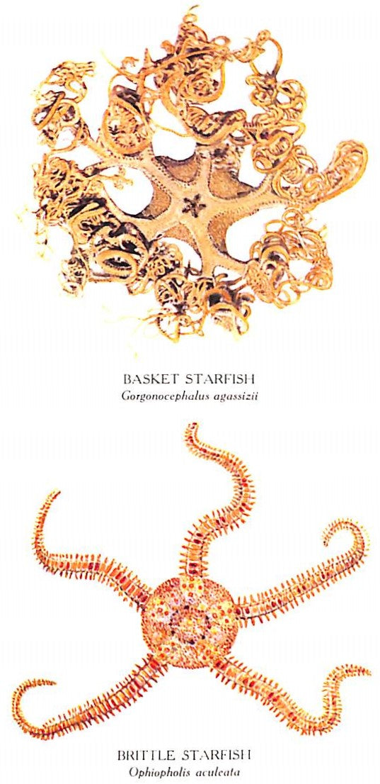 "The Burgess Seashore Book For Children" 1929 BURGESS, Thornton W. (SO