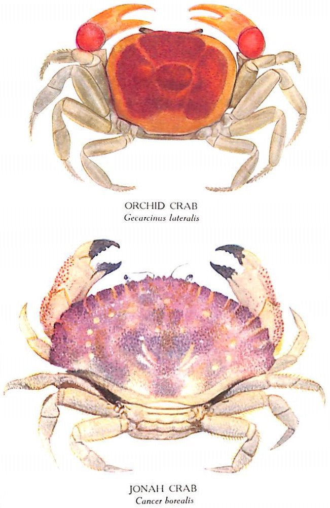 "The Burgess Seashore Book For Children" 1929 BURGESS, Thornton W. (SO