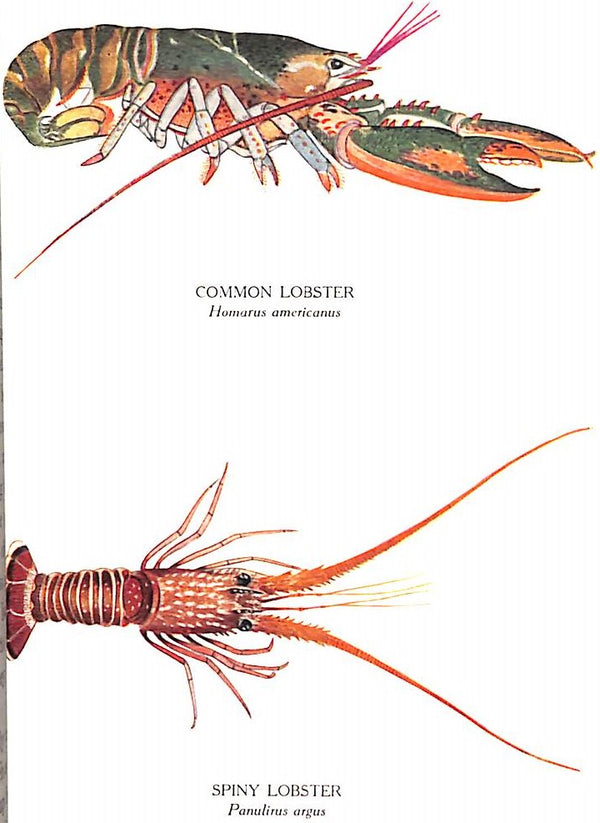 "The Burgess Seashore Book For Children" 1929 BURGESS, Thornton W. (SO