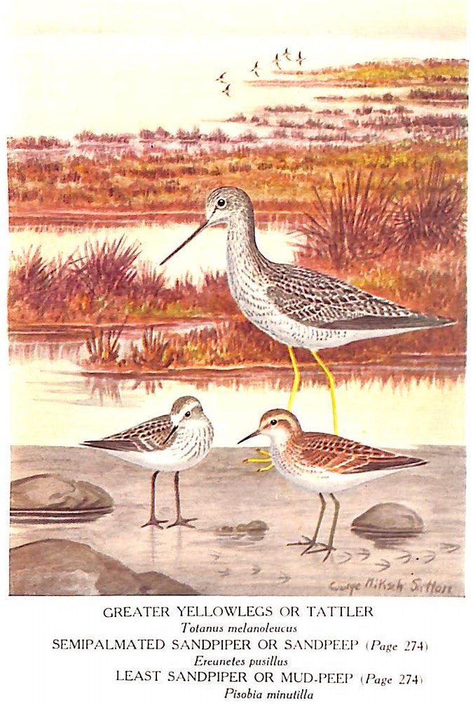 "The Burgess Seashore Book For Children" 1929 BURGESS, Thornton W. (SO