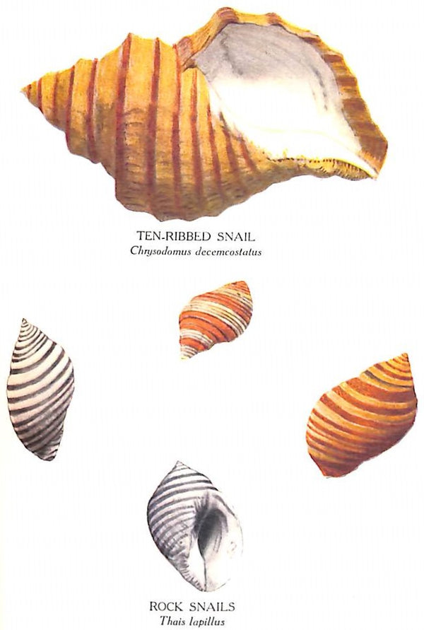 "The Burgess Seashore Book For Children" 1929 BURGESS, Thornton W. (SO