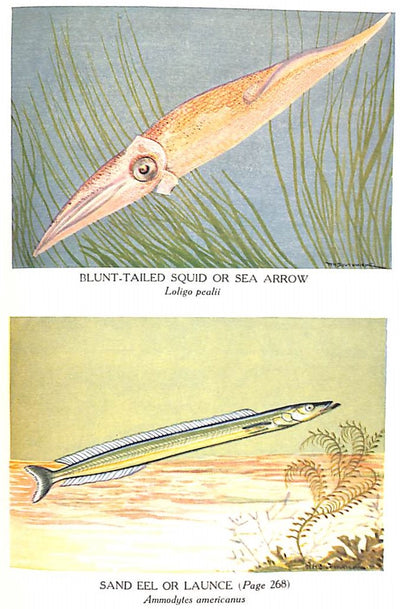 "The Burgess Seashore Book For Children" 1929 BURGESS, Thornton W. (SO