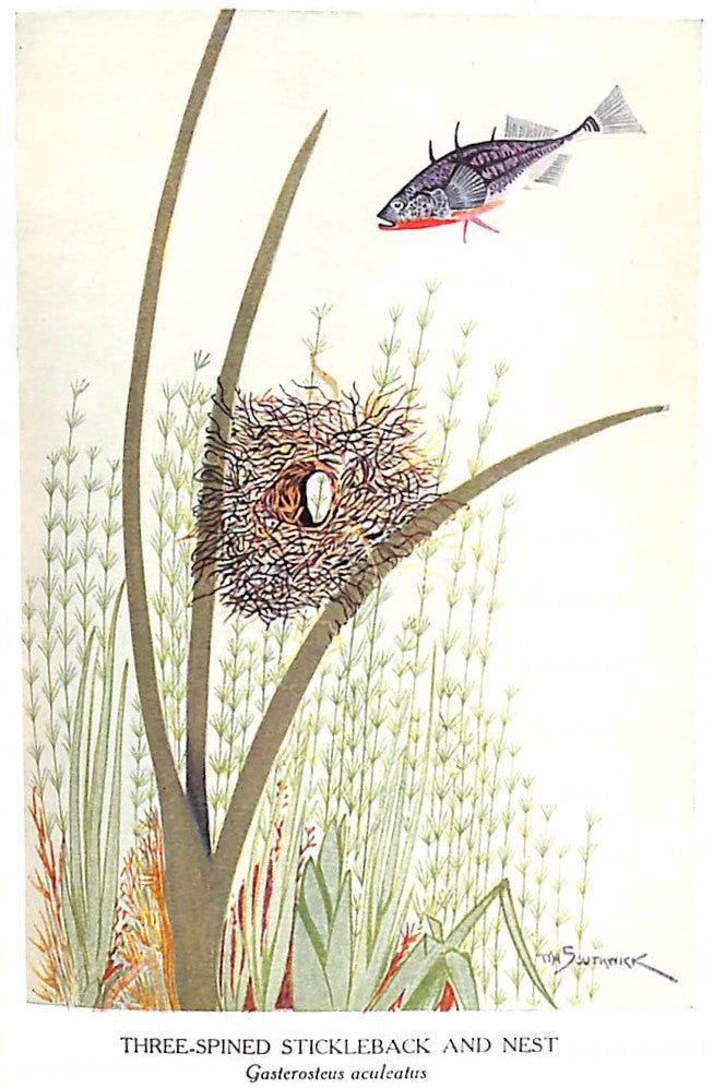 "The Burgess Seashore Book For Children" 1929 BURGESS, Thornton W. (SO