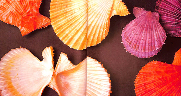 "The Shell: Gift Of The Sea" 1984 STIX, Hugh and Marguerite and ABBOTT