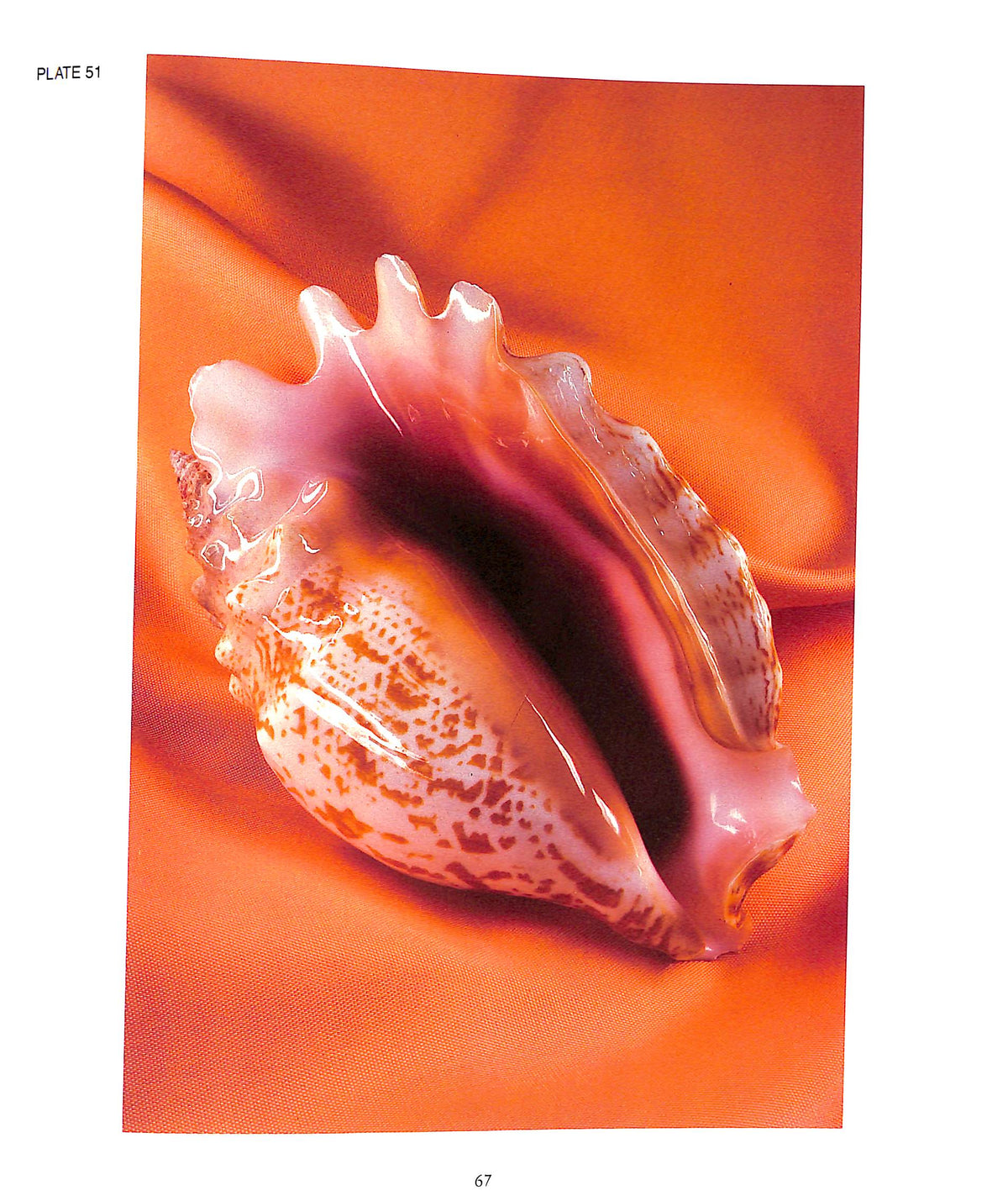 "Shells: Jewels From The Sea" 1989 HARASEWYCH, M.G.