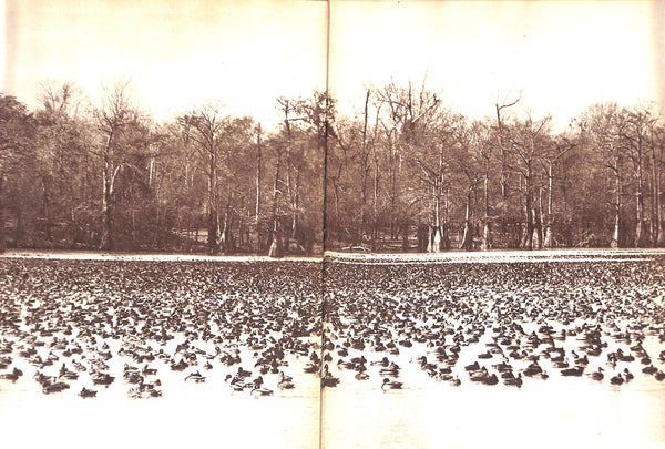 "Prairie Wings: Pen And Camera Flight Studies" 1946 QUEENY, Edgar M.