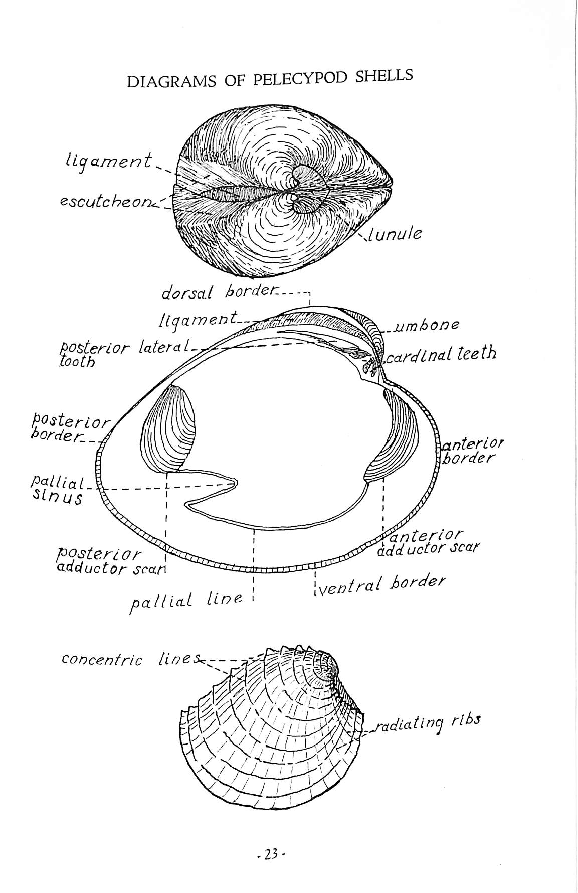 "Florida Marine Shells" 1945 VILAS, G.N. & N.R. (SOLD)