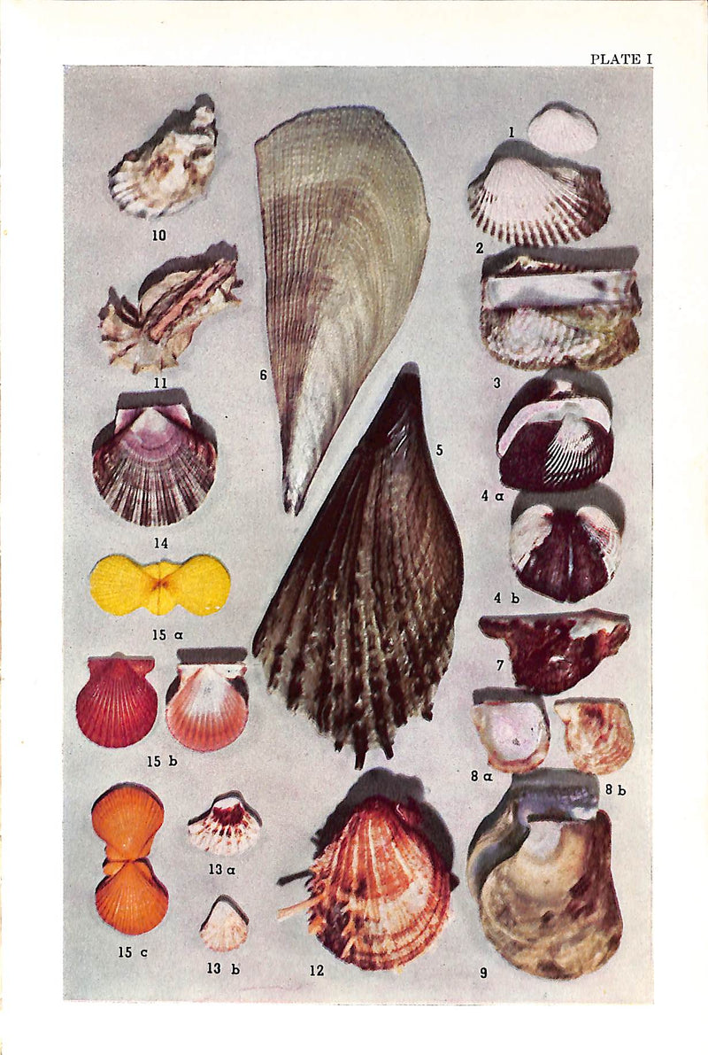 "Florida Marine Shells" 1945 VILAS, G.N. & N.R. (SOLD)