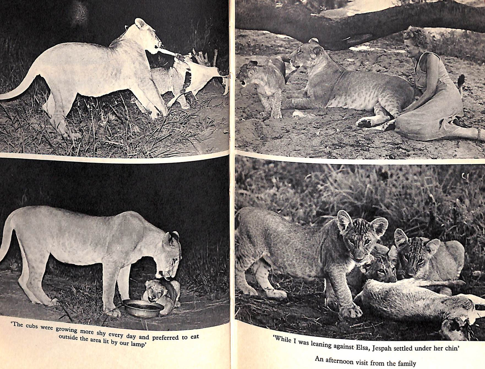 "Living Free: The Story Of Elsa And Her Cubs" 1961 ADAMSON, Joy