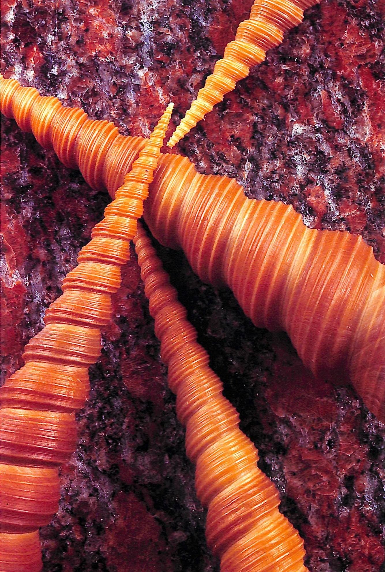 "Shells: Jewels From The Sea" 1989 HARASEWYCH, M.G.