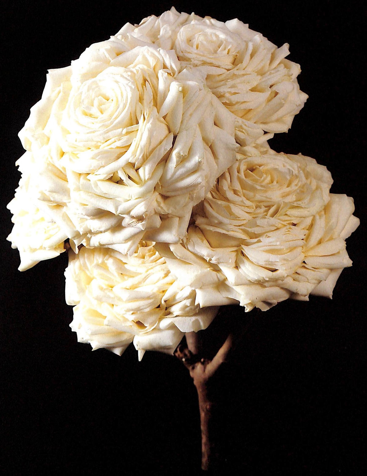 "Daniel Ost Invitations II" 2009 OST, Daniel