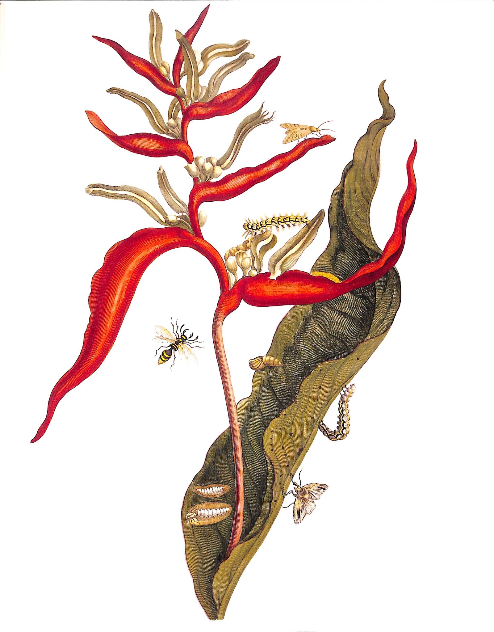 "Botanicals: Butterflies & Insects" 2008 OVERSTREET, Leslie K.