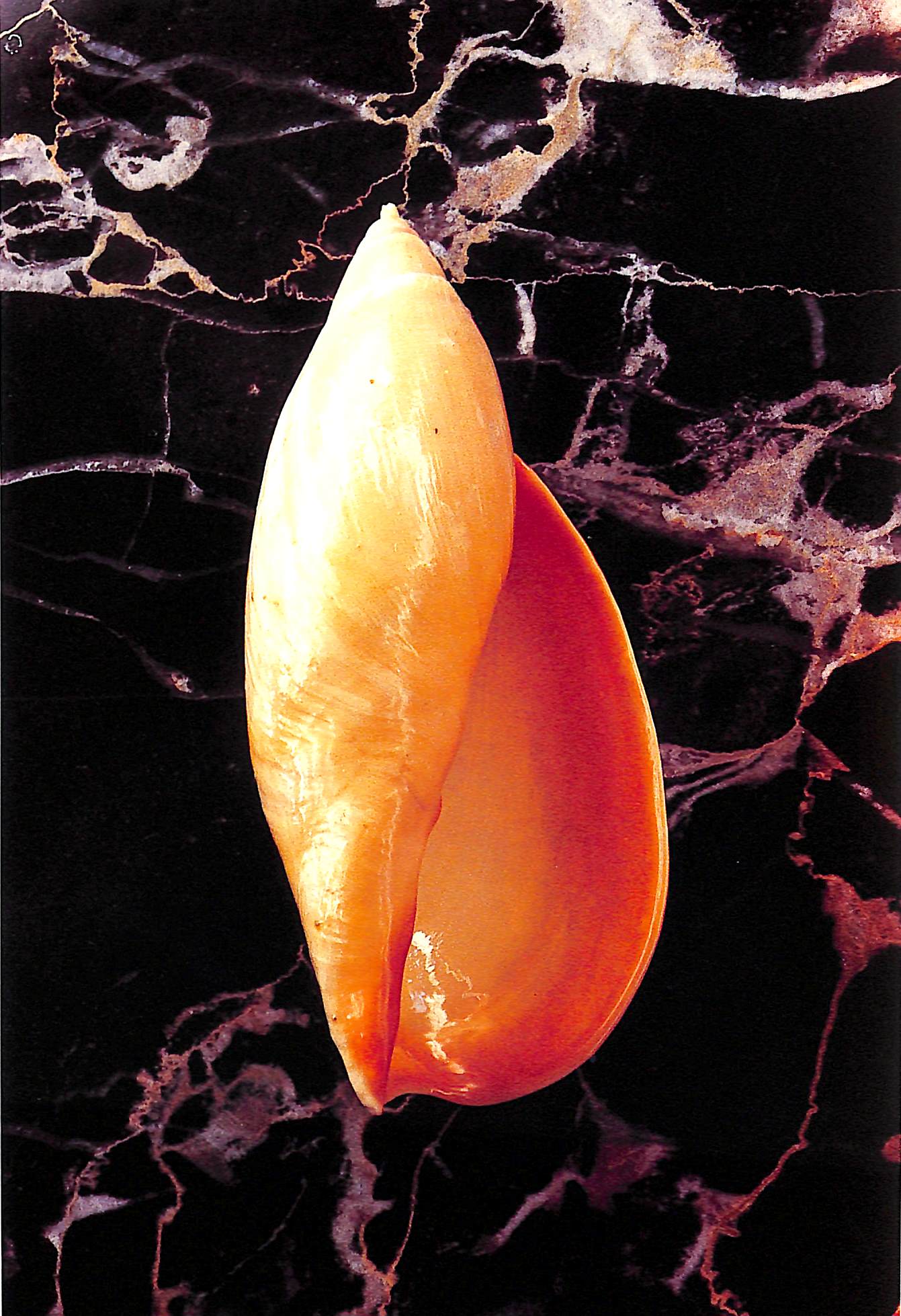 "Shells: Jewels From The Sea" 1989 HARASEWYCH, M.G.