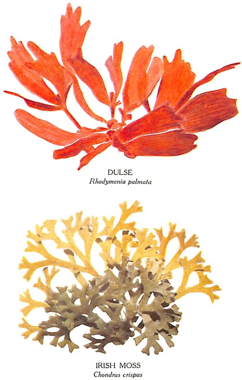 "The Burgess Seashore Book For Children" 1929 BURGESS, Thornton W. (SO